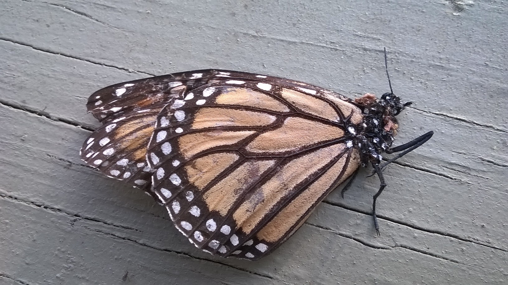 My research – K. Niitepõld – The flight of the butterfly